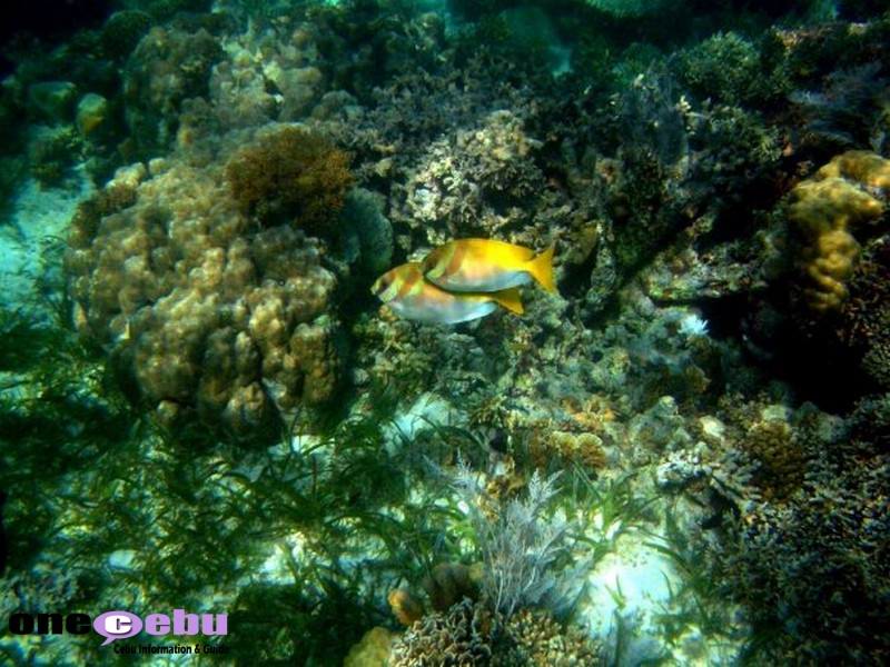 Nalusuan Island Resort and Marine Sanctuary - OneCebu.com